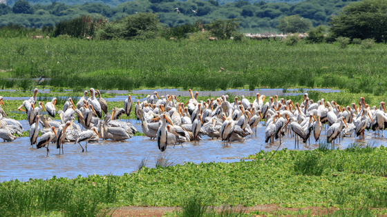 (DAY TRIP) - Lake Manyara National Park safari - Arusha Trips