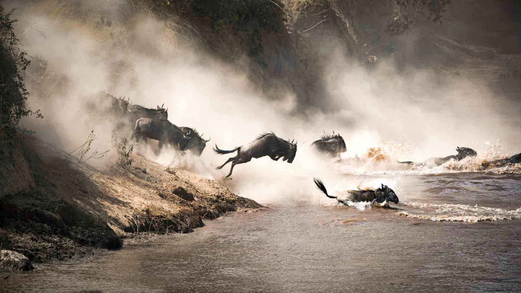 Great migration Serengeti | Wildebeest migration Tanzania - Arusha Trips