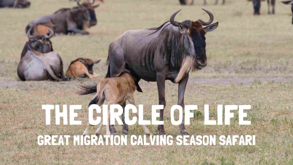 Calving Season in the Serengeti - Arusha Trips