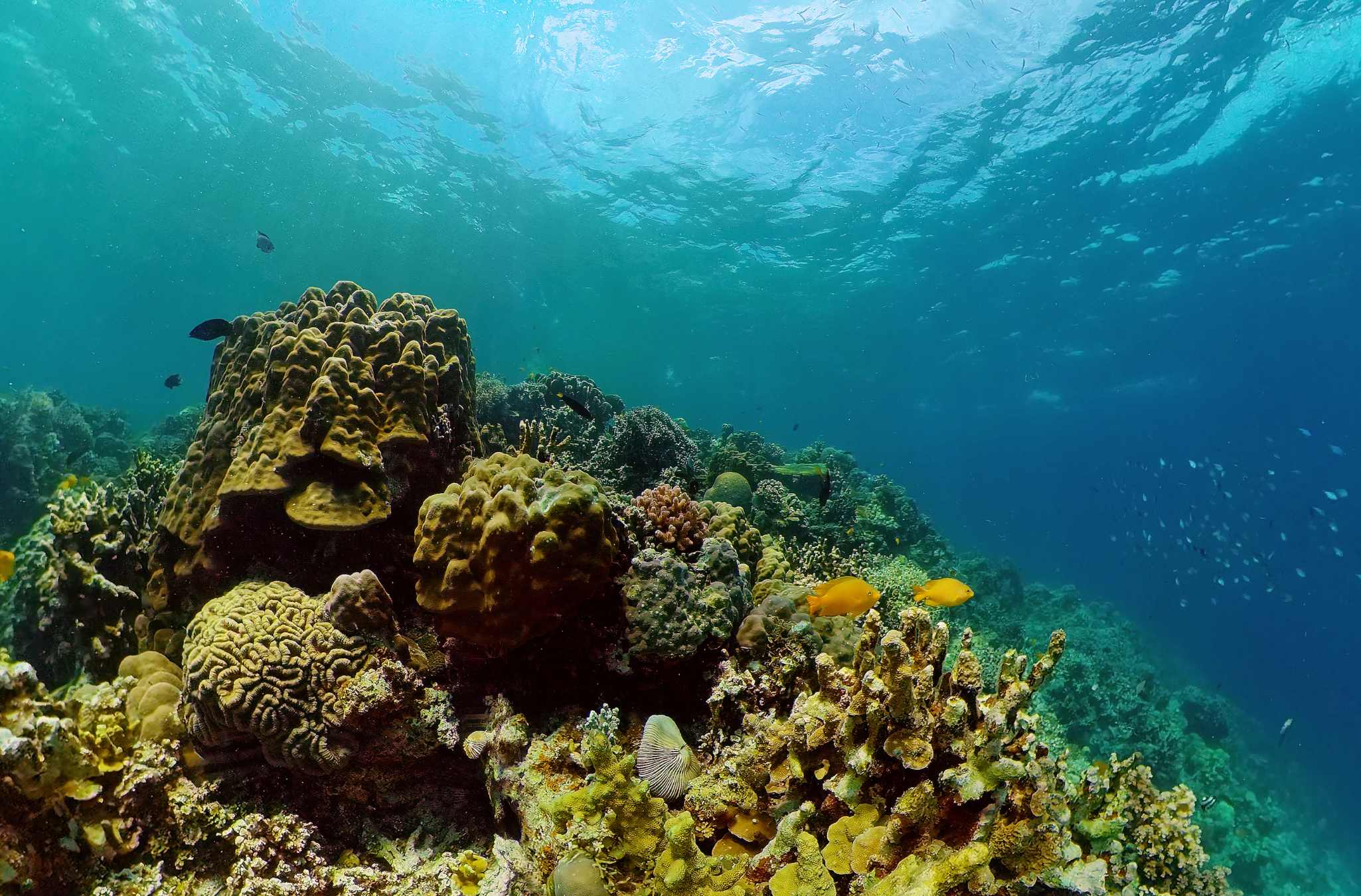 Safari Blue Tour - Zanzibar - Arusha Trips