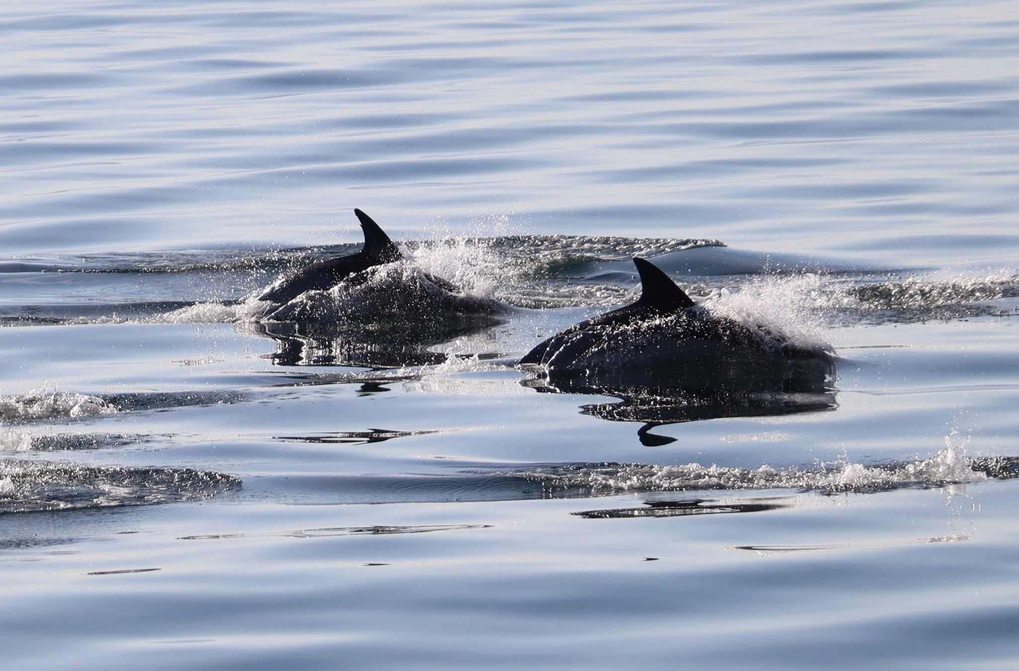 Safari Blue Tour - Zanzibar - Arusha Trips